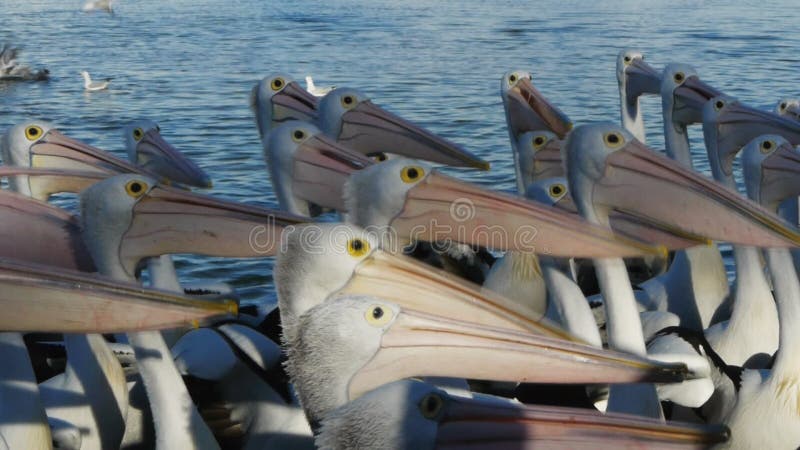 Funny Pelicans on the Coast, Sitting Down To the Water, Peru Stock ...