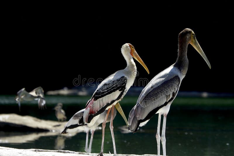 Pelicans on Perch stock image. Image of pelican, white - 3054339