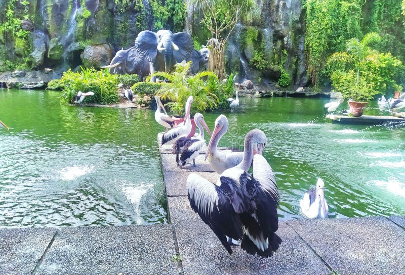 : Map of the Ragunan Zoo (Ragunan Wildlife Park) Area Mounted on a ...