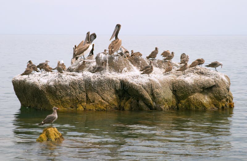Pelicans and Seabirds on Rock Stock Photo - Image of seagulls, flock ...