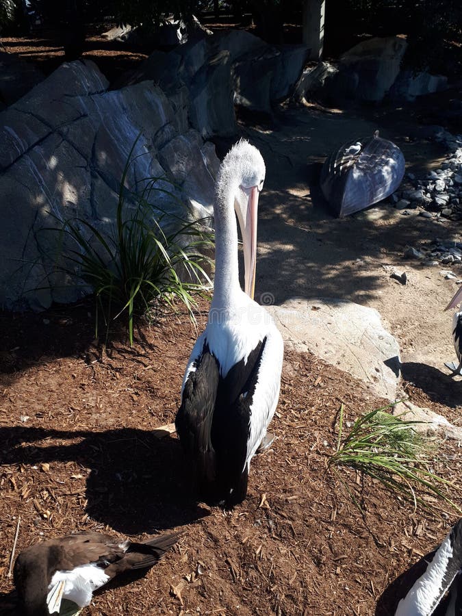 Pelicans at Seaworld stock photo. Image of seaworld - 122024726