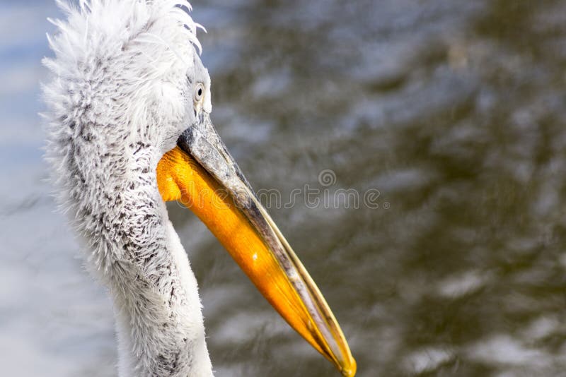 A Pelicans view stock photo. Image of looking, pelicans - 58948974