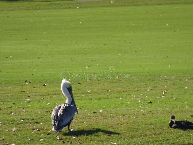 Pelicans And Wading Birds On The Golf Course Stock Photo - Image of ...