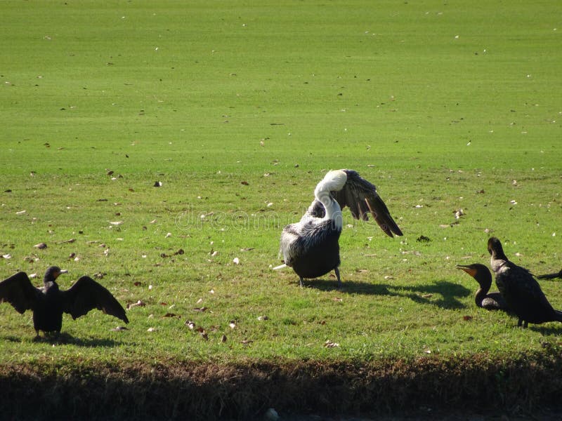 Pelicans and Wading Birds on the Golf Course Stock Image - Image of ...