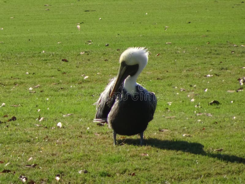 Pelicans and Wading Birds on the Golf Course Stock Photo - Image of ...