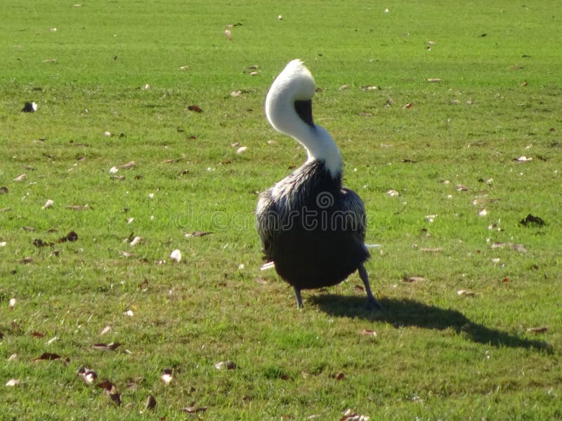 Pelicans and Wading Birds on the Golf Course Stock Image - Image of ...
