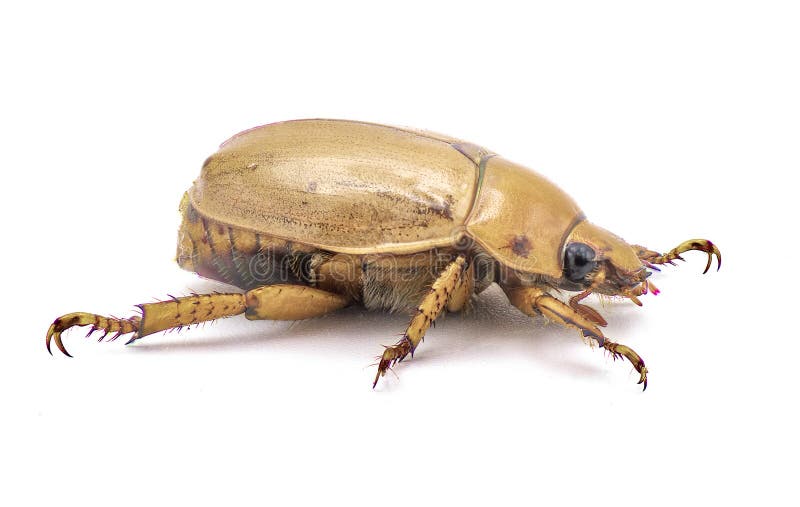 Pelidnota Punctata El Escarabajo De La Pompa Manchado O Pelidnota ... Pelidnota Punctata El Escarabajo De La Pompa Manchado O Pelidnota ...