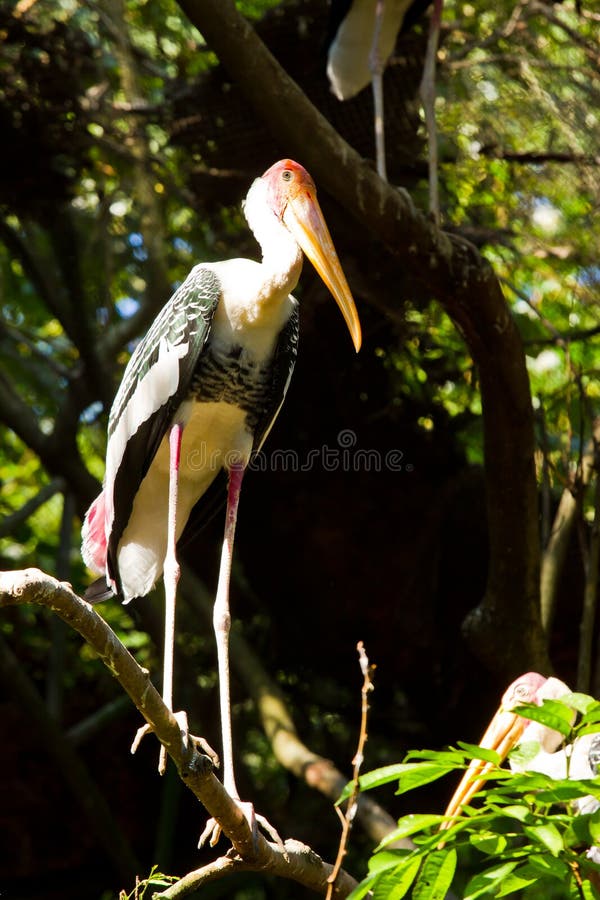 Peligan on the thee stock photo. Image of animal, plumage - 23478862