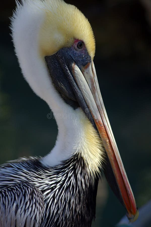Pelikaan stock foto. Image of water, oceaan, nave, tropisch - 6966292
