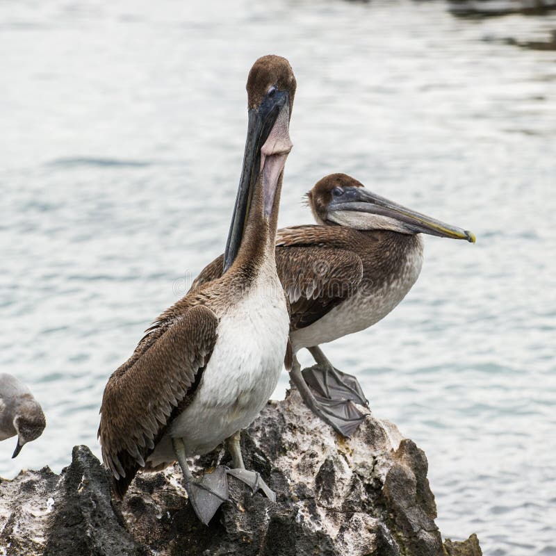 Pelikaan in Mexico stock afbeelding. Image of dier, leeg - 56668643