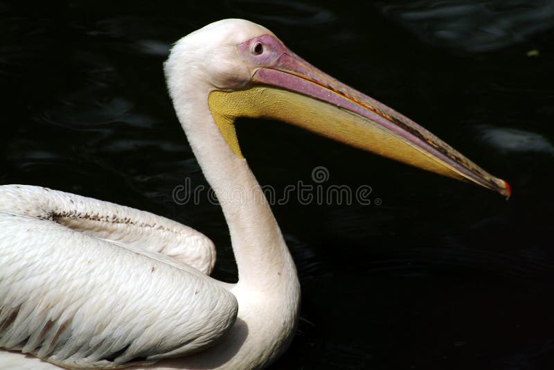 Pelikan stock image. Image of natural, ornithology, bird - 11564575