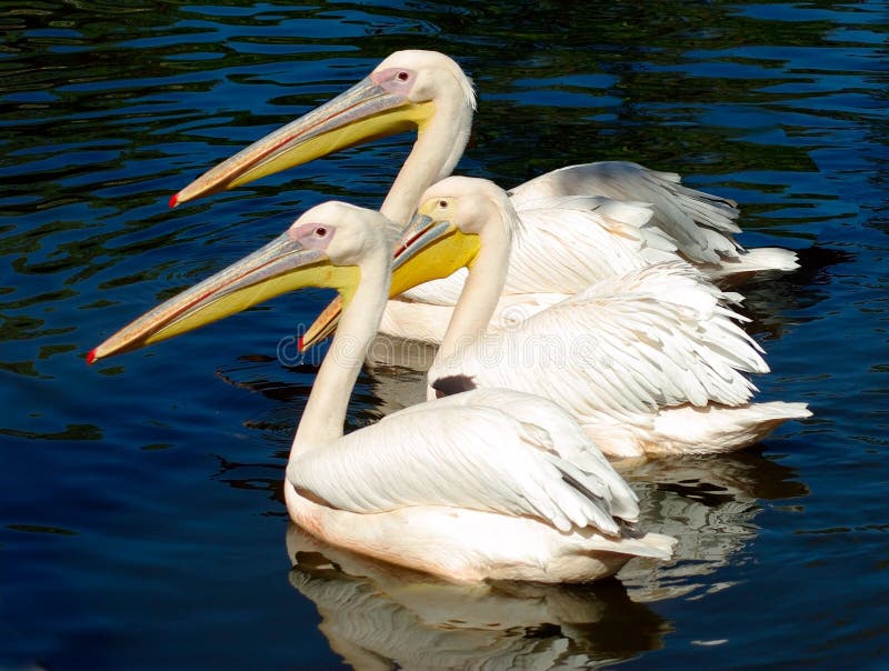 Pelikan stockfoto. Bild von tiere, teiche, hintergrund - 27267716