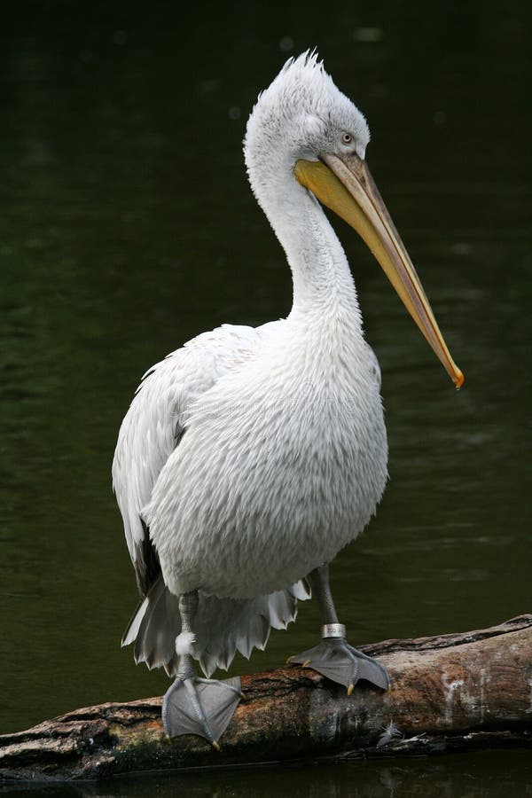 Pelikan stock photo. Image of photograph, outdoors, tropics - 20033224