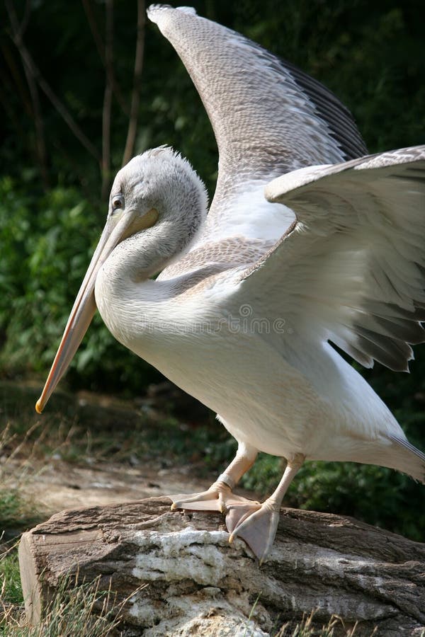 Pelikan stock photo. Image of photograph, outdoors, tropics - 20033224