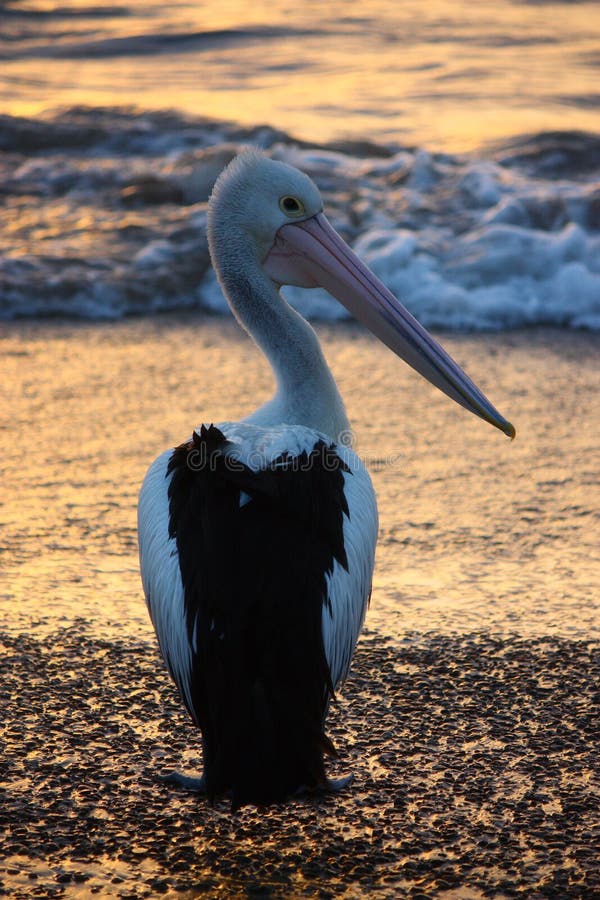 Pelikan stock image. Image of water, ocean, white, black - 41007075
