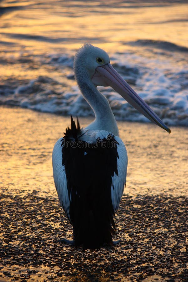 Pelikan stock photo. Image of dawn, bird, orange, pelikan - 41007130