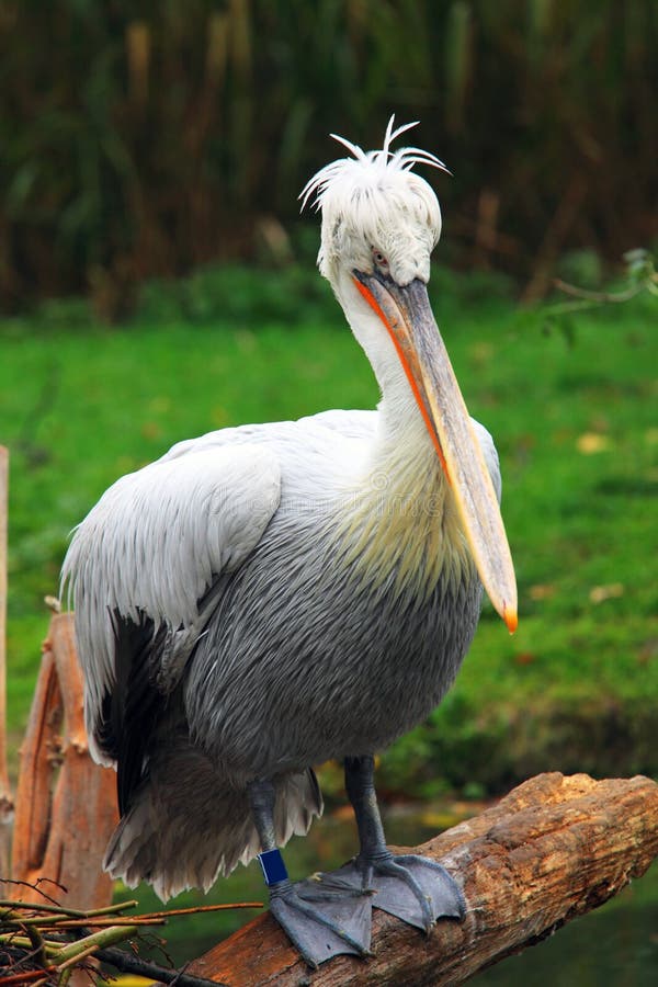 Pelikan portrait stock photo. Image of detail, feather - 30857908