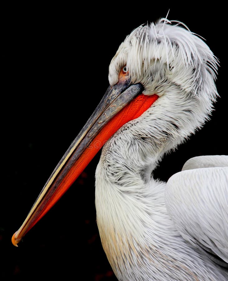 41+ Pelikan Free Stock Photos - StockFreeImages