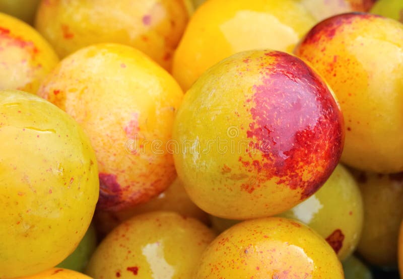 Pell mell plums stock image. Image of fruit, fresh, picking - 20733033