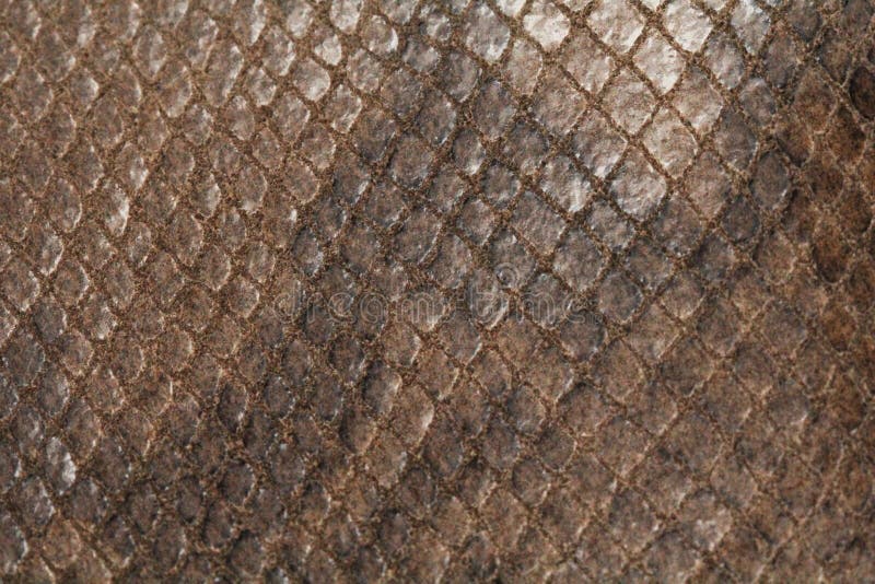 Pitone Della Pelle Di Serpente Fotografia Stock - Immagine di fauna ...