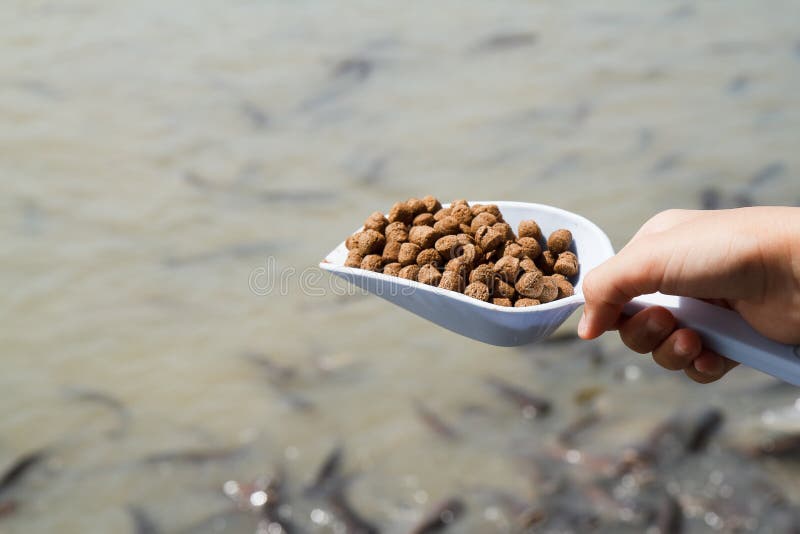Pellet fish food. stock image. Image of flog, animal - 39025013