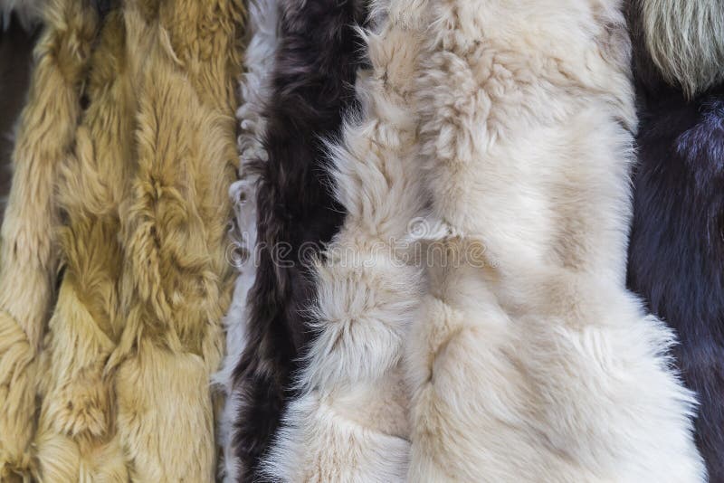 1,139 Pelli Animali Foto - Foto Stock Gratis e Royalty-Free da Dreamstime