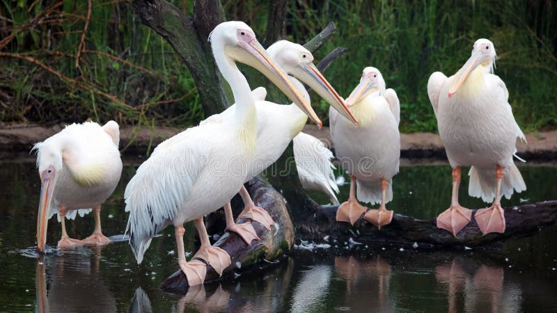 Pellicani Africani Bianchi Che Controllano Un Ceppo Alla Riva, Da Pesca ... Pellicani Africani Bianchi Che Controllano Un Ceppo Alla Riva, Da Pesca ...