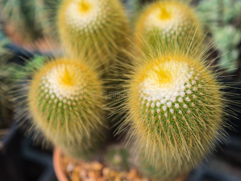 Pelo Amarillo Del Cactus Verde Imagen de archivo - Imagen de detalle ...