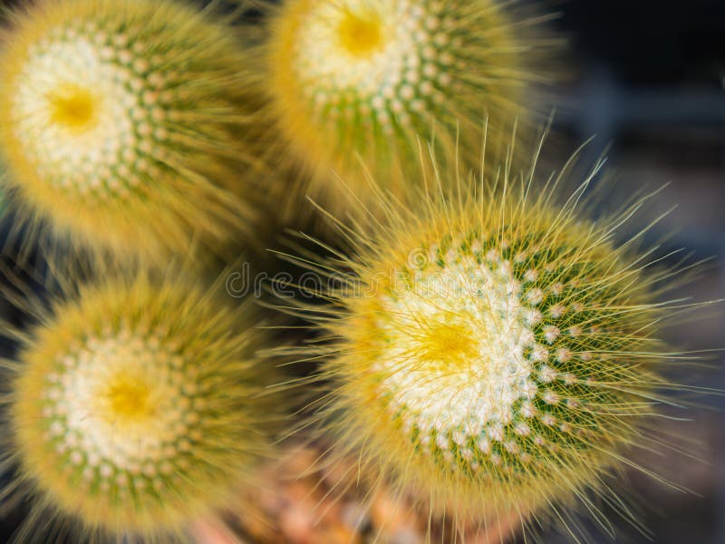 Pelo Amarillo Del Cactus Verde Imagen de archivo - Imagen de houseplant ...