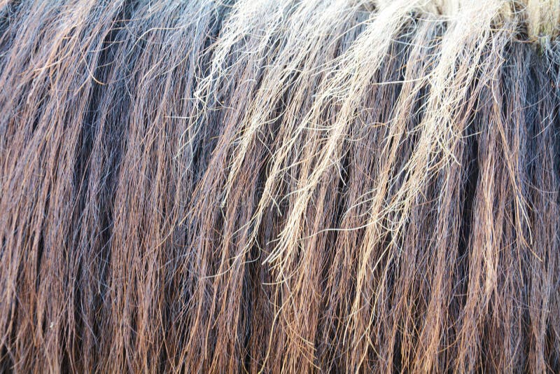 Pelo de un caballo imagen de archivo. Imagen de fondo - 89257199