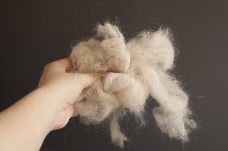 Pelo del animal doméstico imagen de archivo. Imagen de tareas - 39370661