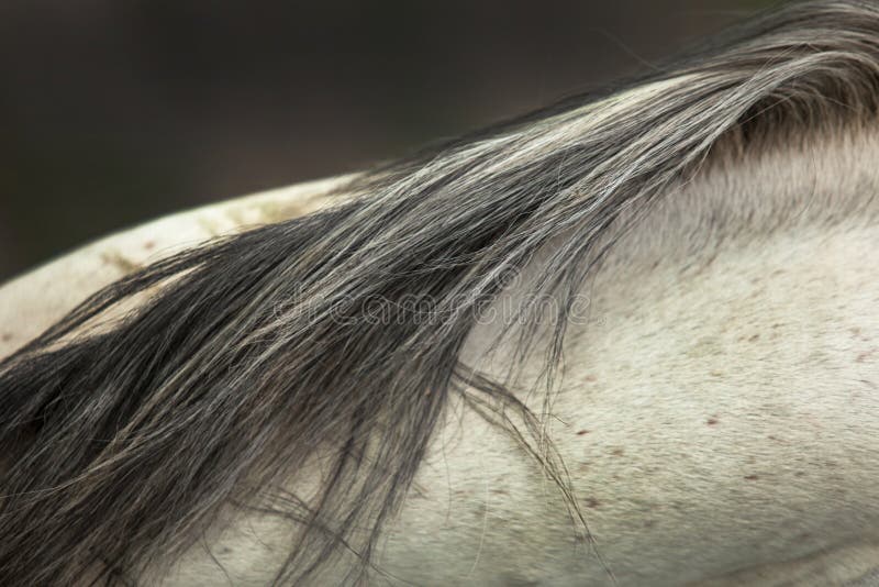 Pelo del caballo foto de archivo. Imagen de campo, travieso - 97862238