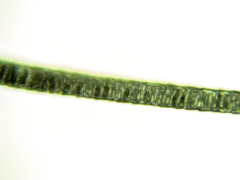 Pelo Del Gato Bajo El Microscopio Foto de archivo - Imagen de polarice ...