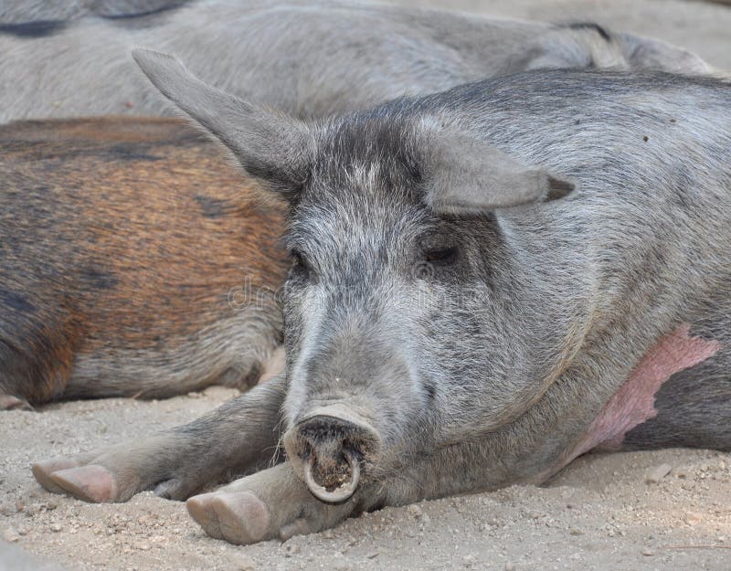 Pelo del maiale immagine stock. Immagine di corsican - 20588019