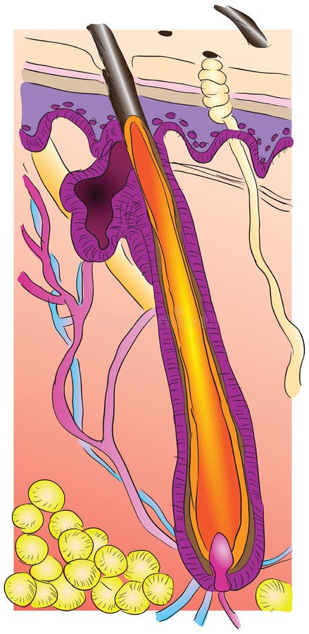 Pelo humano ilustración del vector. Ilustración de salud - 23749226