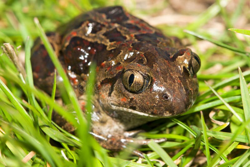Spade Foot Toad - Pelobates Fuscus Stock Image - Image of animal, frog ...