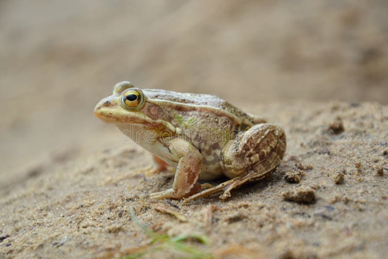 Pelophylax lessonae stock photo. Image of nature, animal - 75624028