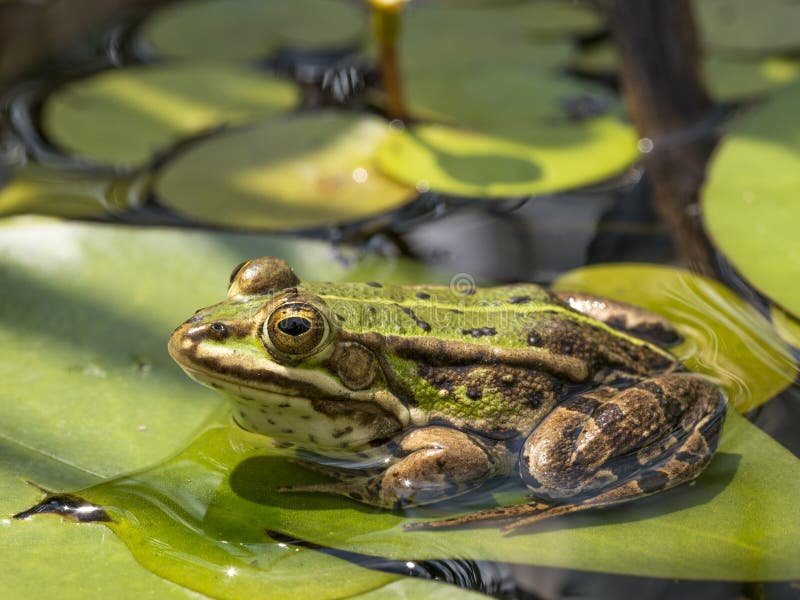 Pelophylax lessonae stock photo. Image of migration, pool - 62994350