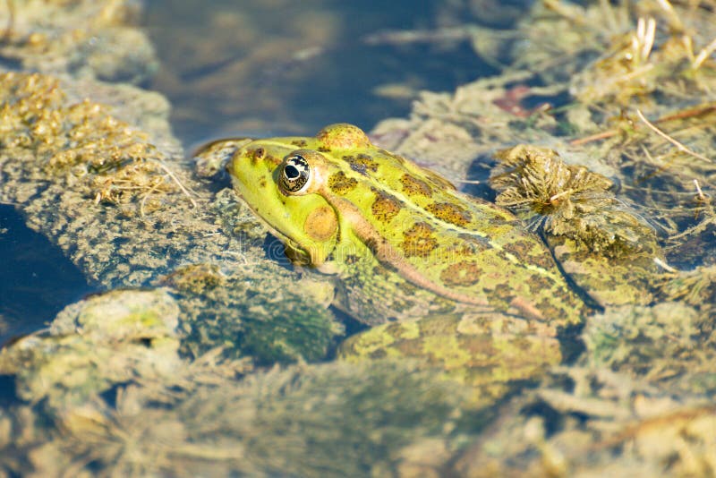 Pelophylax ridibundus stock image. Image of detail, nature - 27757577
