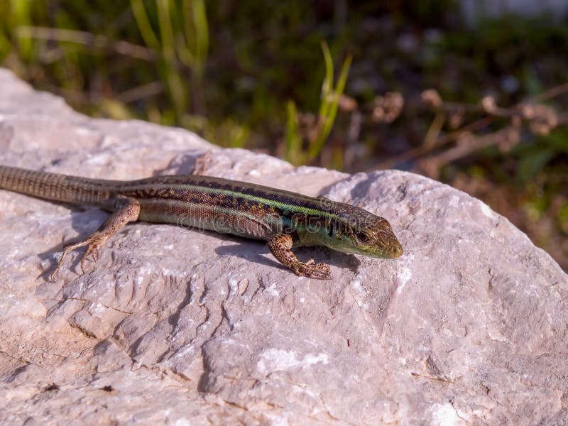 Peloponnese Wall Lizard on the Rock, Greece Stock Photo - Image of ...