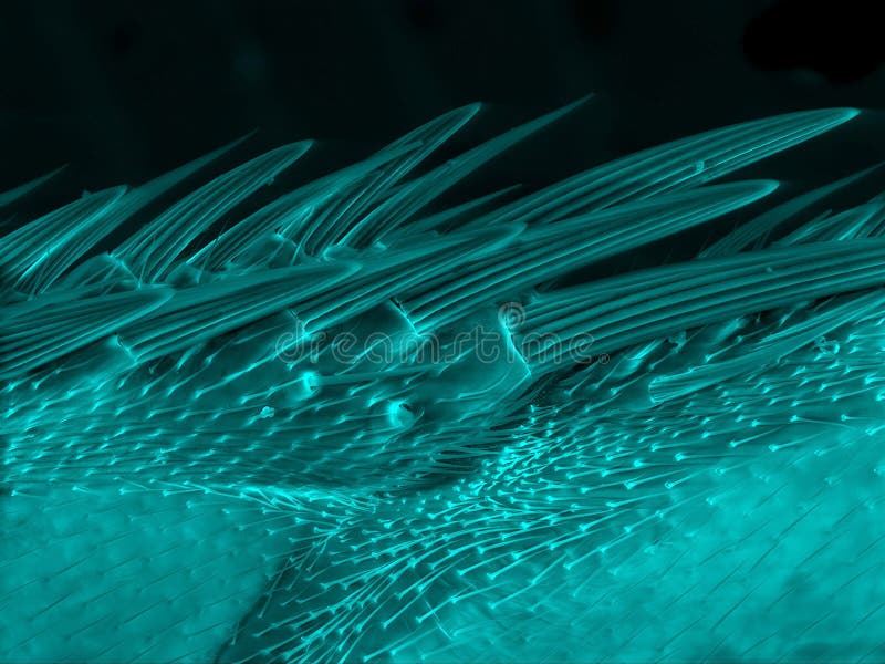 Pelos del ala de la mosca imagen de archivo. Imagen de pelo - 35972983