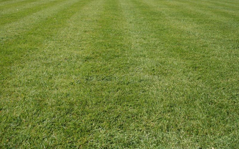 Herbe Verte Sur La Pelouse, Texture D'herbe Image stock - Image du cour ...