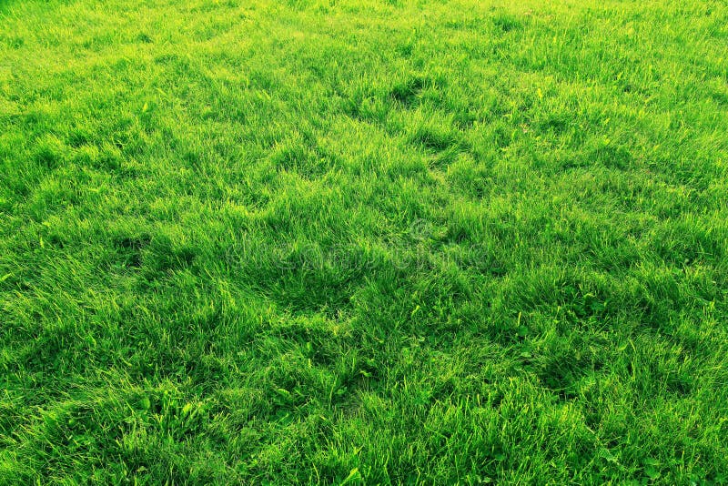 Pelouse De Texture D'herbe Verte Photo stock - Image du croissance ...