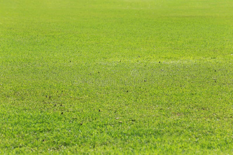 Pelouse Verte Du Parc Public Image stock - Image of angle, foncé: 85816509