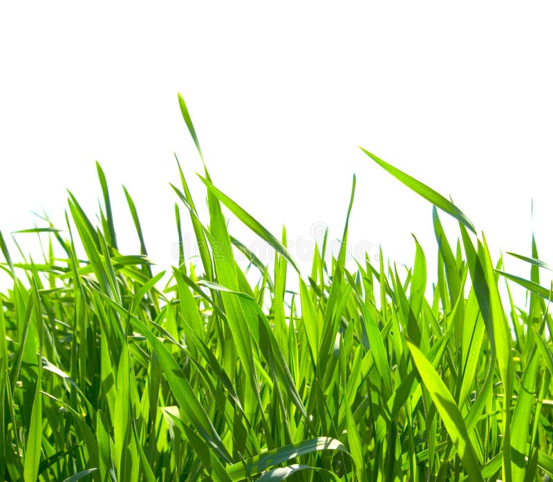 Pelouse verte sur le blanc image stock. Image of pelouse - 5821721