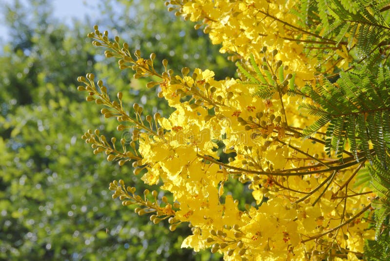 Peltoforum Tree Yellow Flowers. Stock Photo - Image of flowers, yellow ...