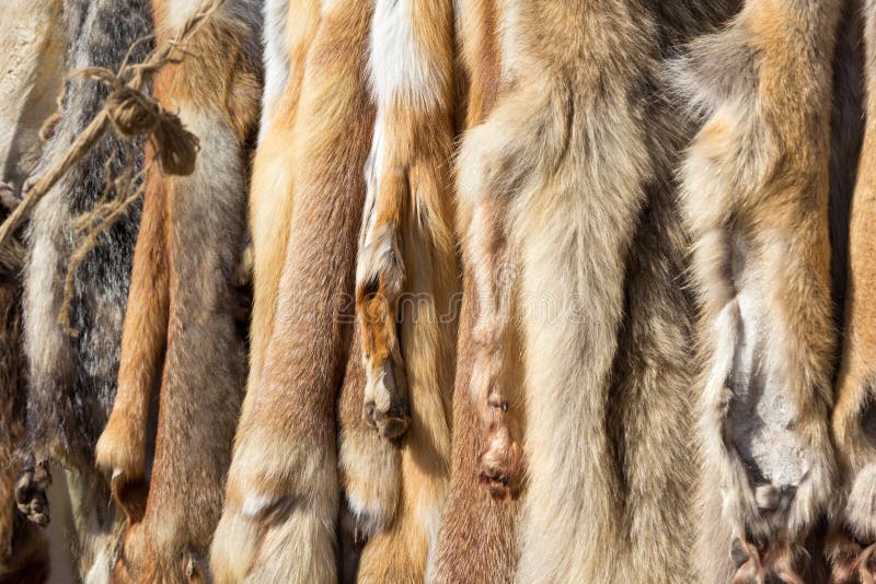 Pelts of Fur Animals Hang on Rope Stock Photo - Image of animal, hide ...