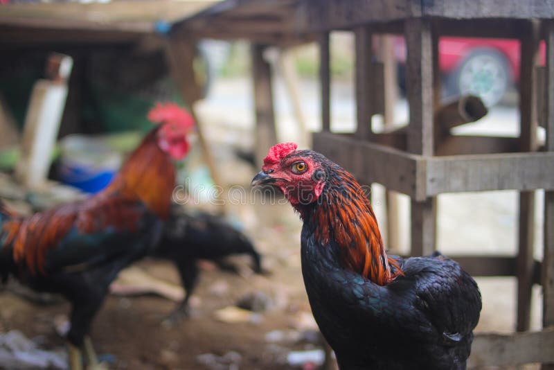 Pelung Chicken or Ayam Pelung (Pelung Longcrower) is a Poultry Breed ...