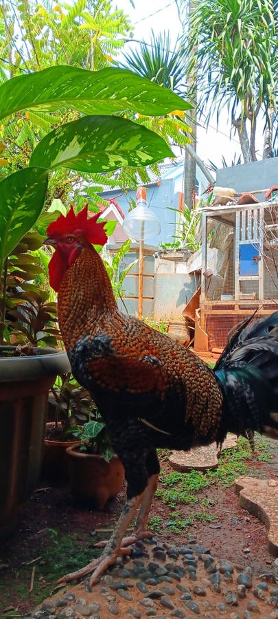 Pelung Rooster, Local Chicken from Indonesia Stock Image - Image of ...