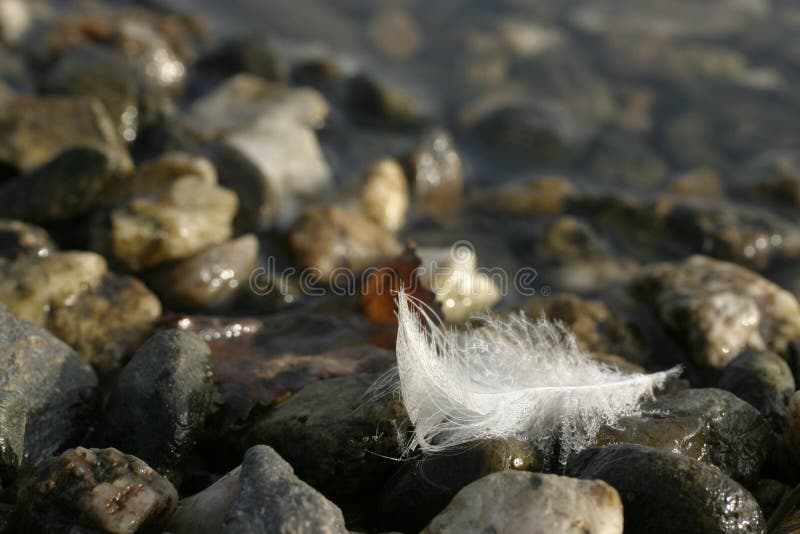 Pelusa imagen de archivo. Imagen de comedido, anual, plumoso - 494561